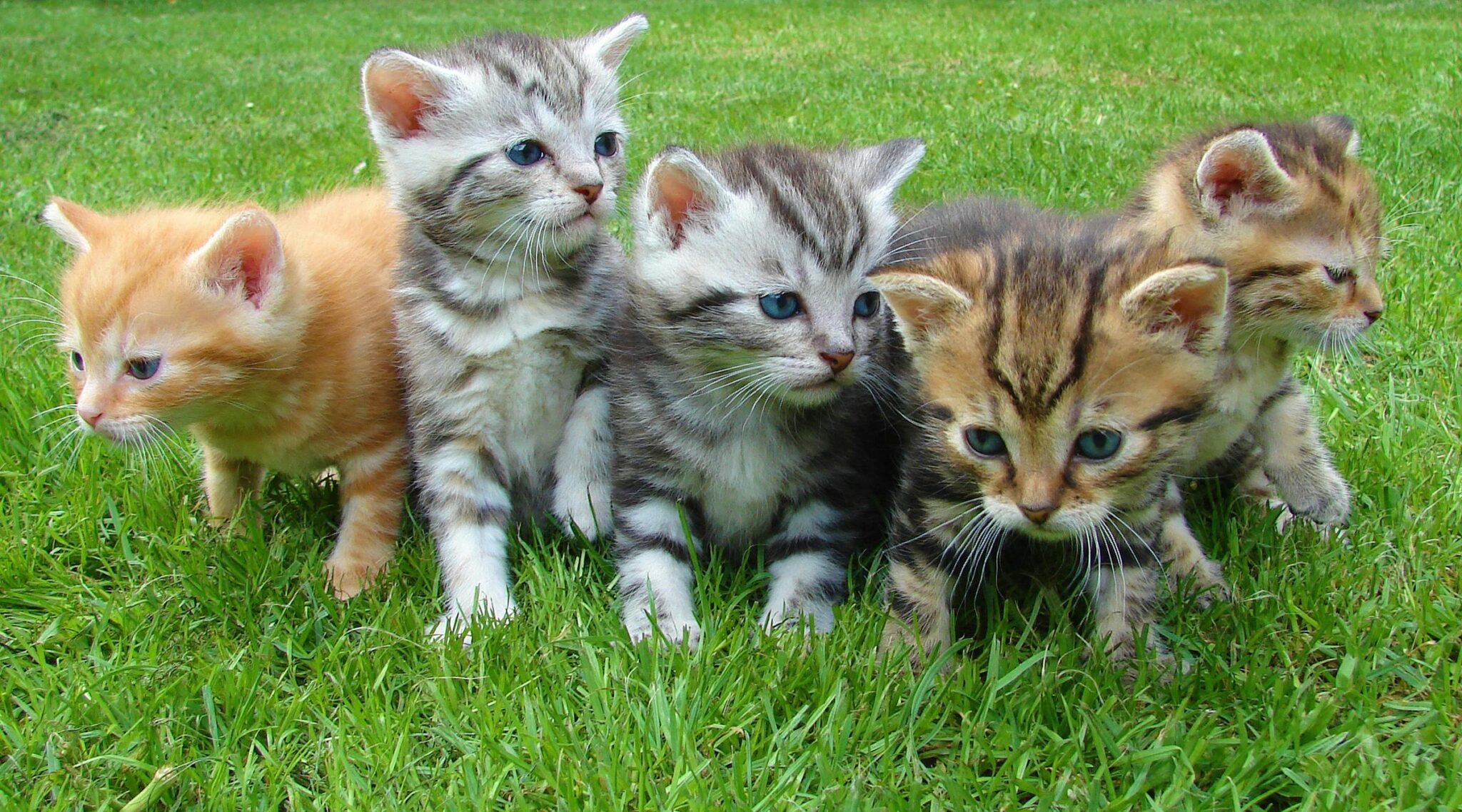 Top 10 Charities for Animal Rights Worldwide | Best of High Impact ...